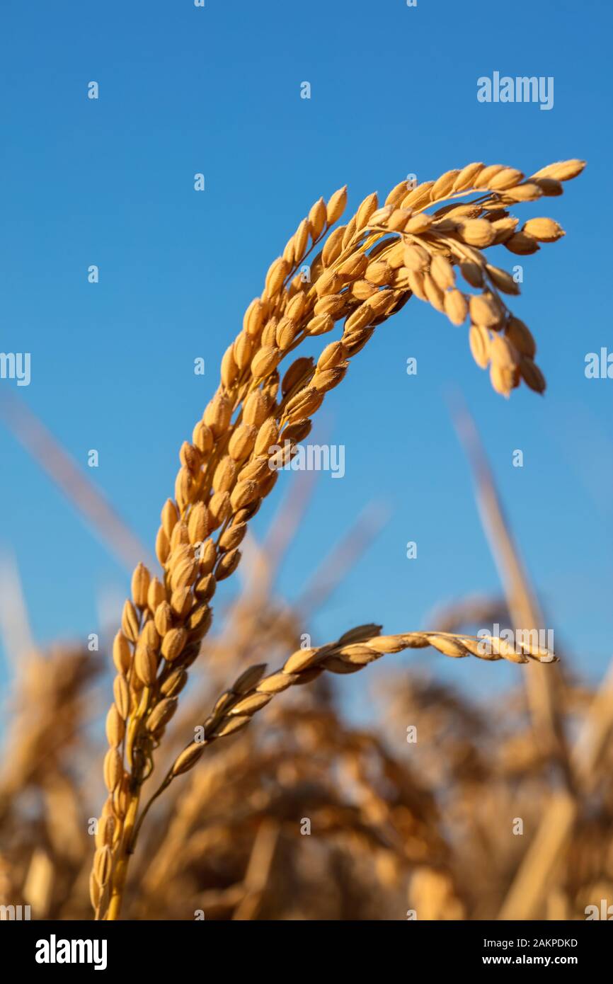 Full rice spikes hi-res stock photography and images - Alamy