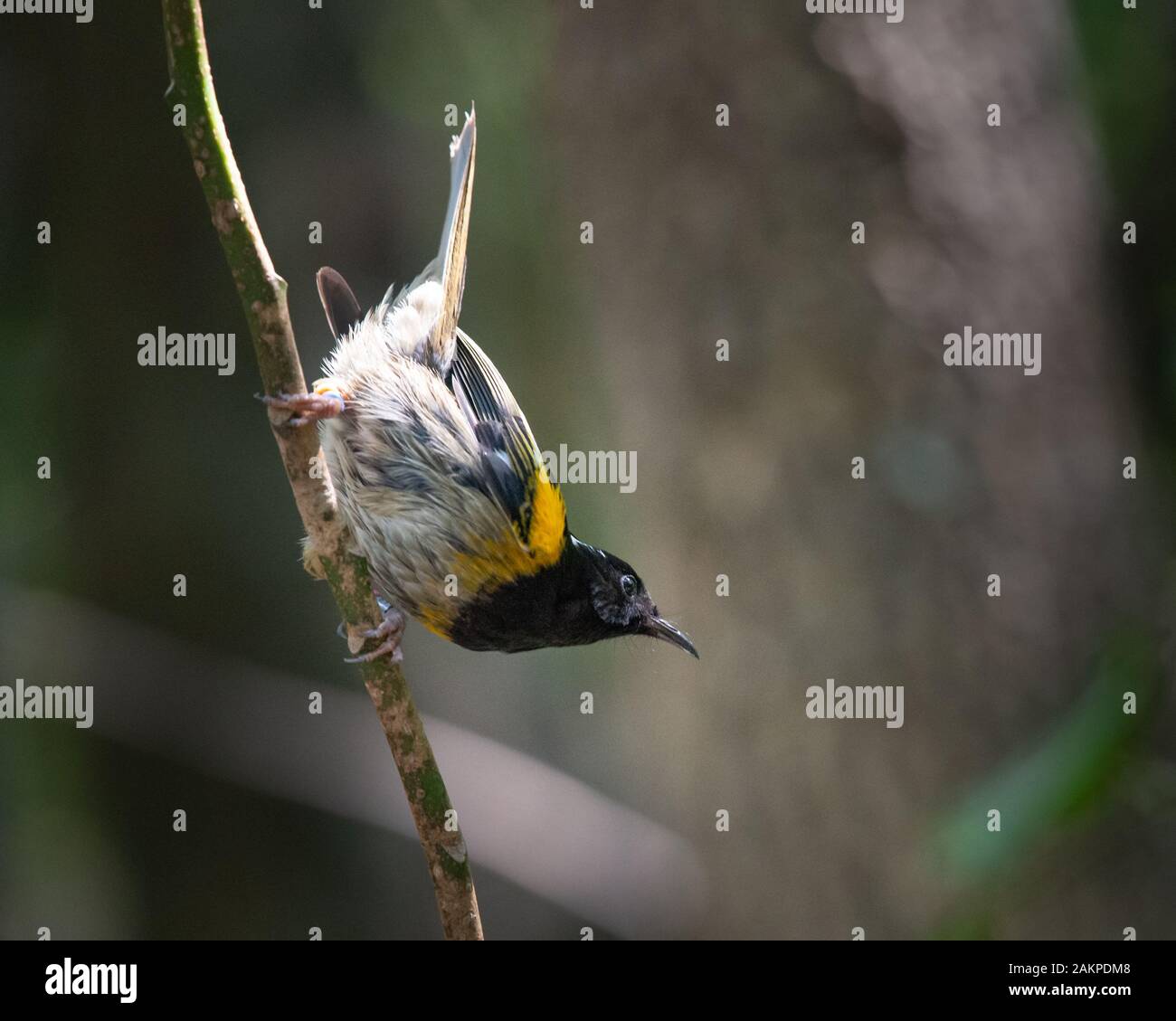 Male stitchbird (Notiomystis cincta) , also known by its Maori name ...