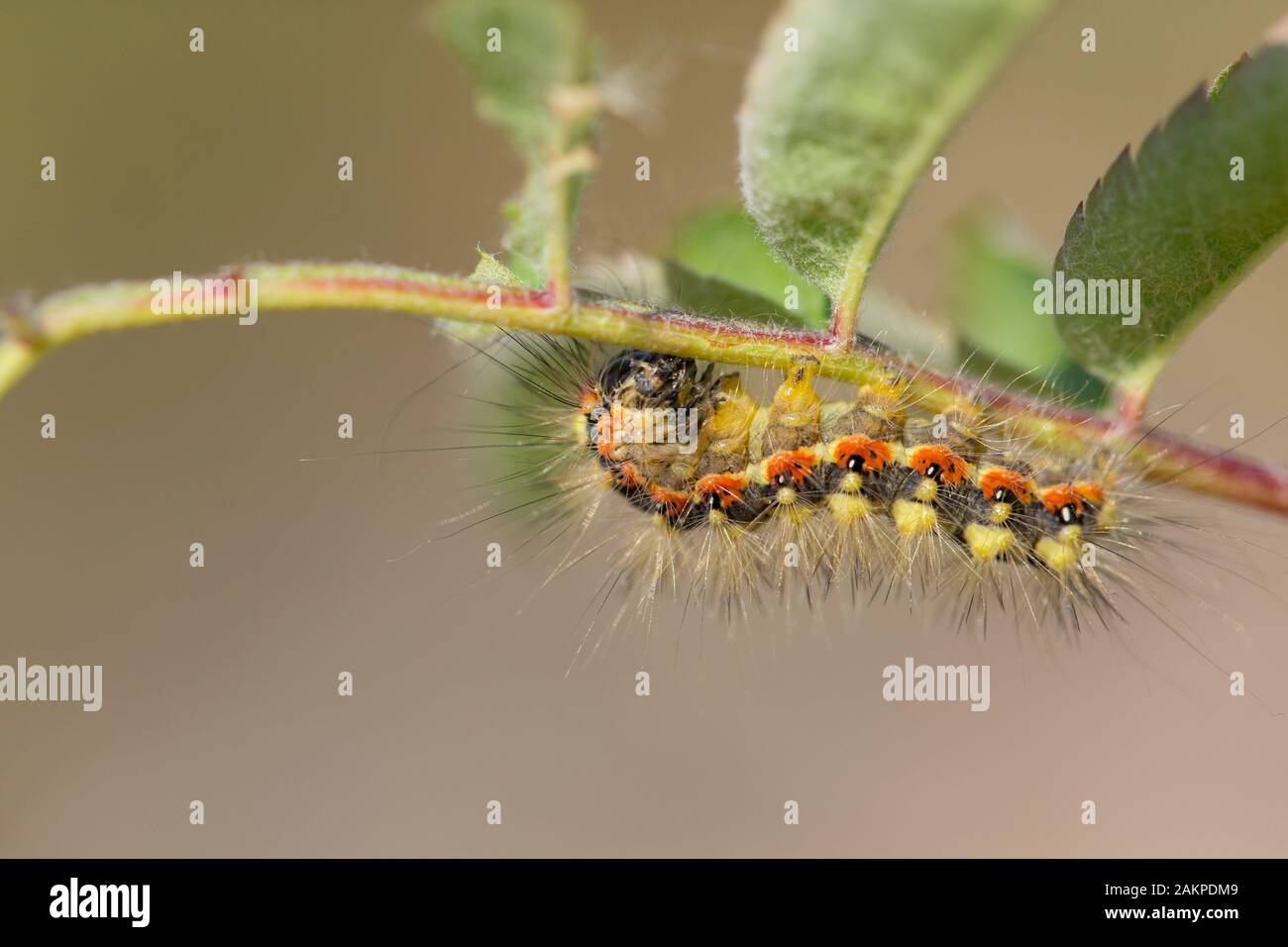Sweet gale dagger moth larva Stock Photo - Alamy