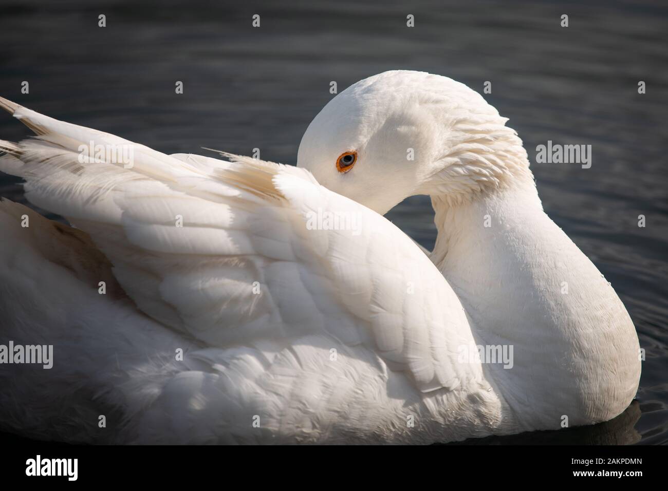 Spring backwards hi-res stock photography and images - Alamy