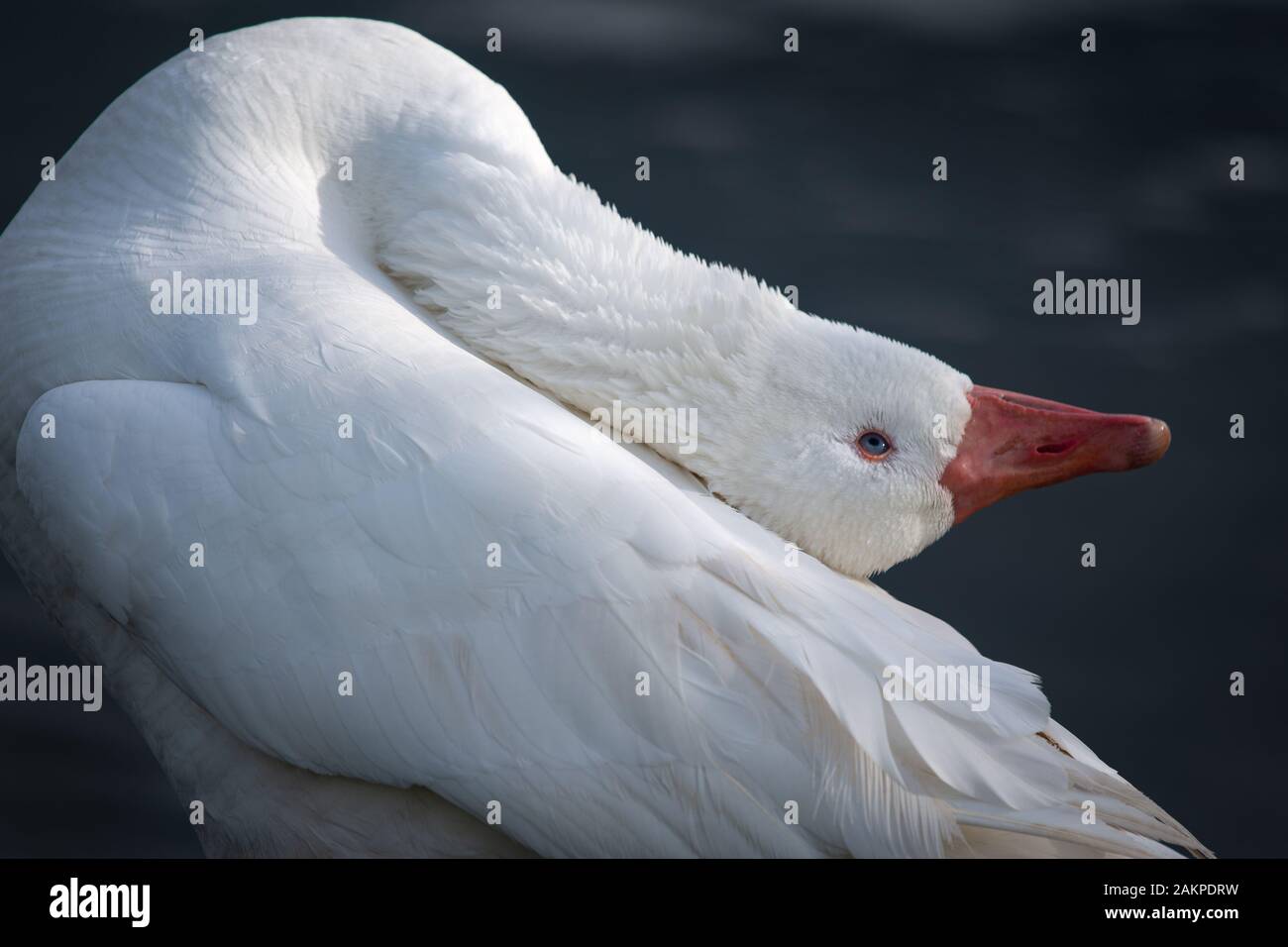 Beautiful wild white swan with its head bent backwards in Western ...