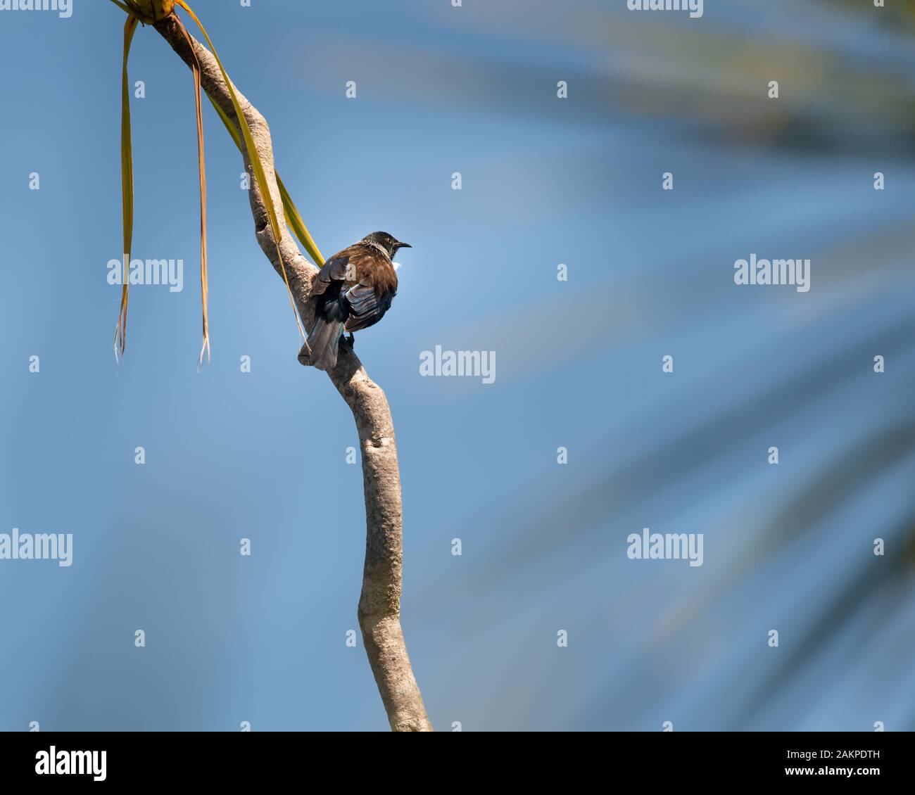 Tui bird sitting on cabbage tree on Tiritiri Matangi Island Stock Photo ...