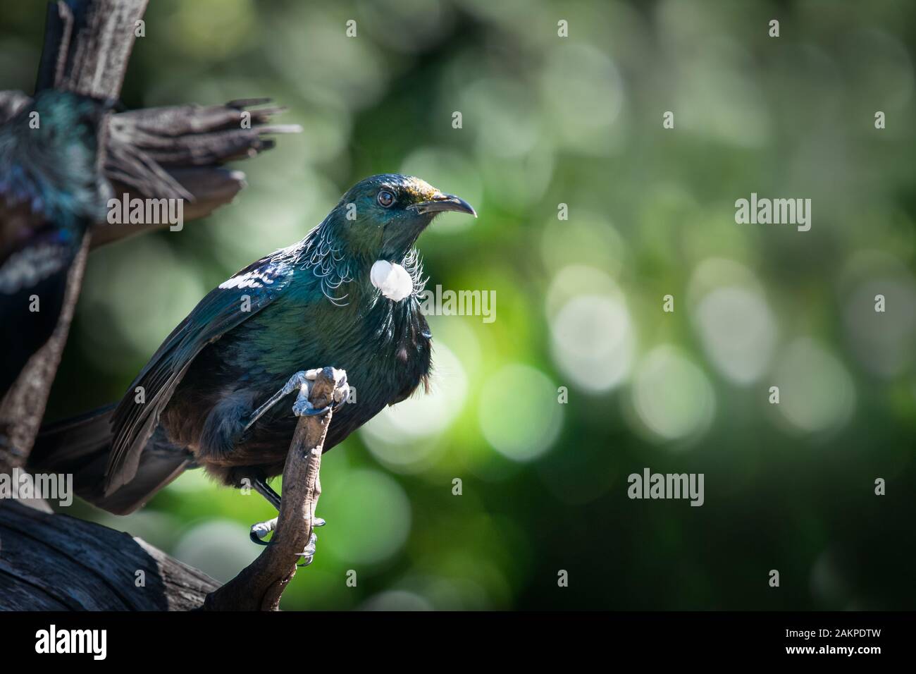 Tui bird sitting on tree stump on Tiritiri Matangi Island Stock Photo ...