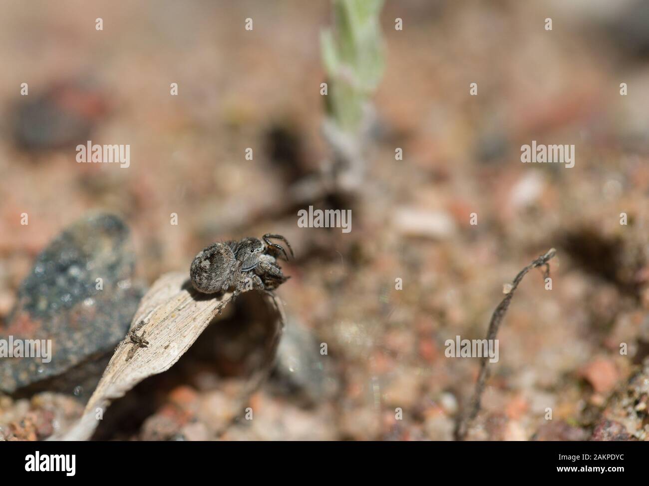 Attulus saltator hi-res stock photography and images - Alamy