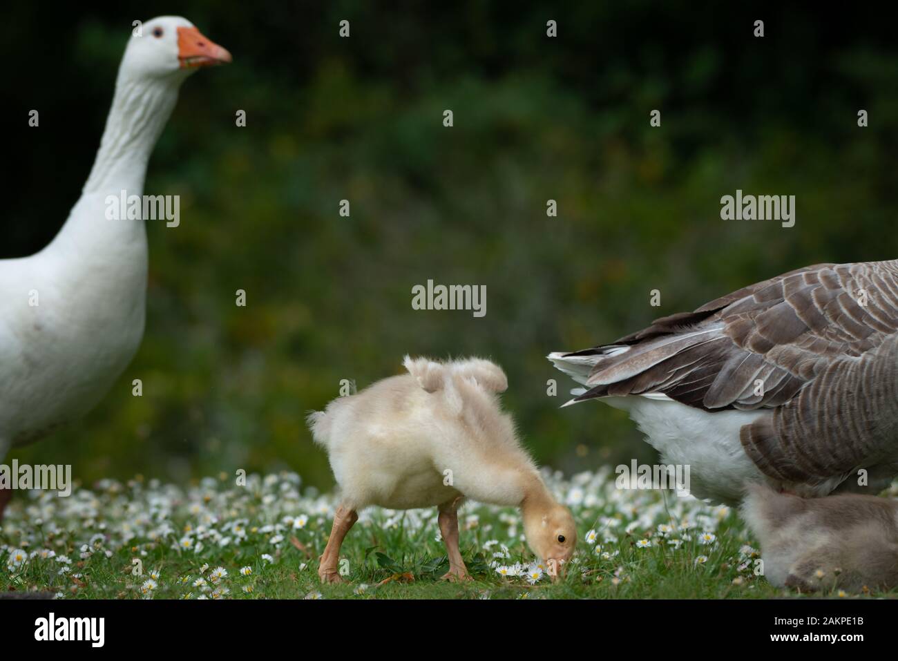 Fluffy baby goose eating grass with parents Stock Photo - Alamy