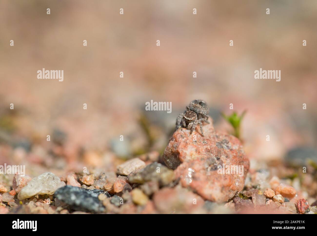 Jumping spider (Attulus saltator Stock Photo - Alamy