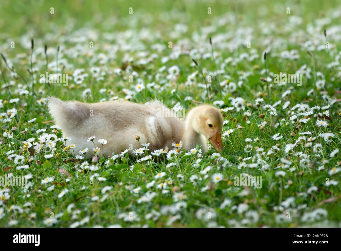 Spring and goose scenery hi-res stock photography and images - Alamy
