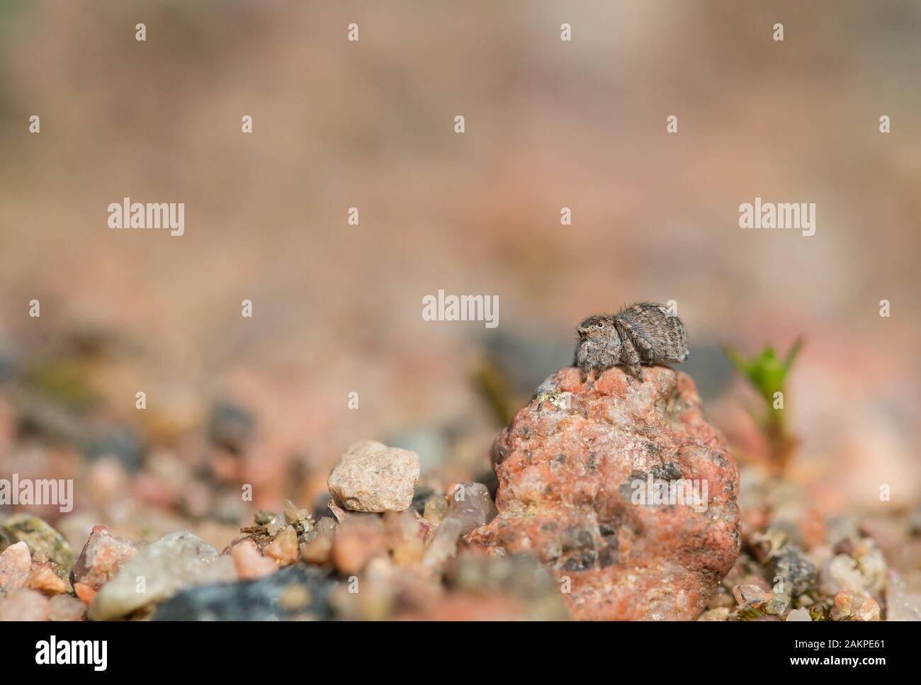 Grey saltator hi-res stock photography and images - Alamy