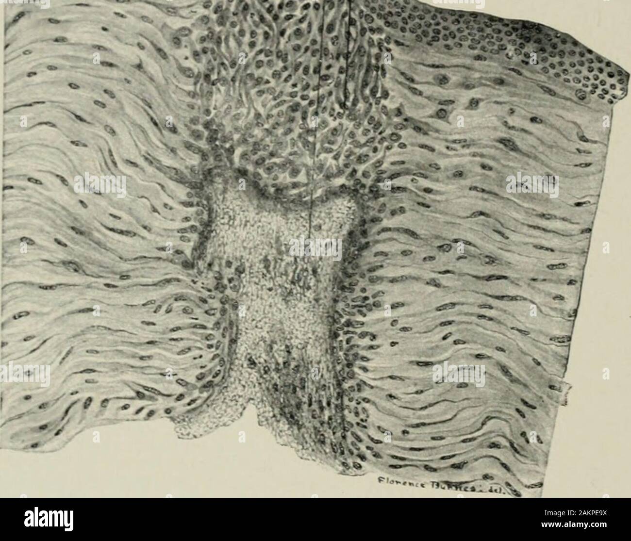 Injured rabbit hi-res stock photography and images - Alamy