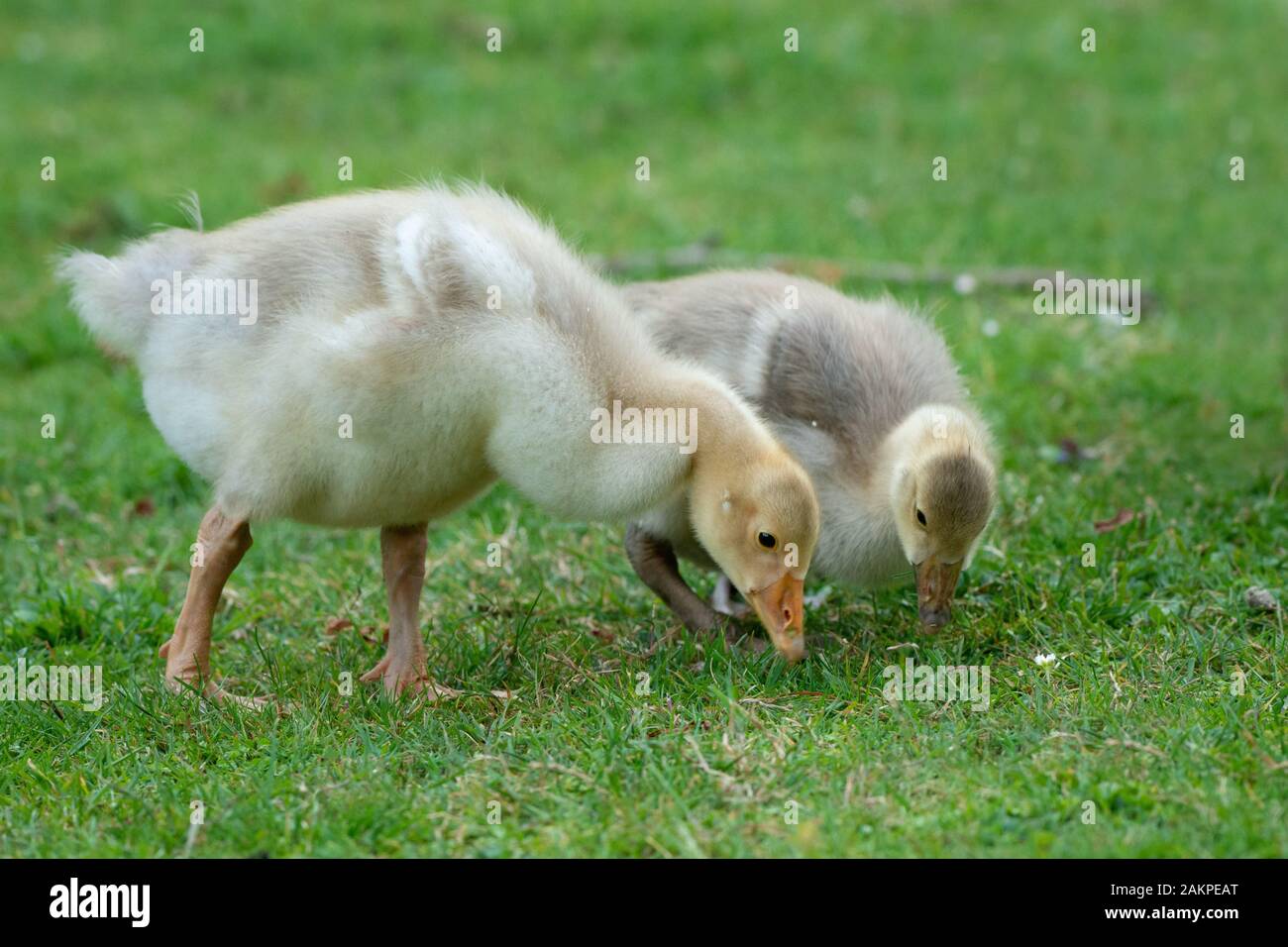 Baby geese hi-res stock photography and images - Alamy