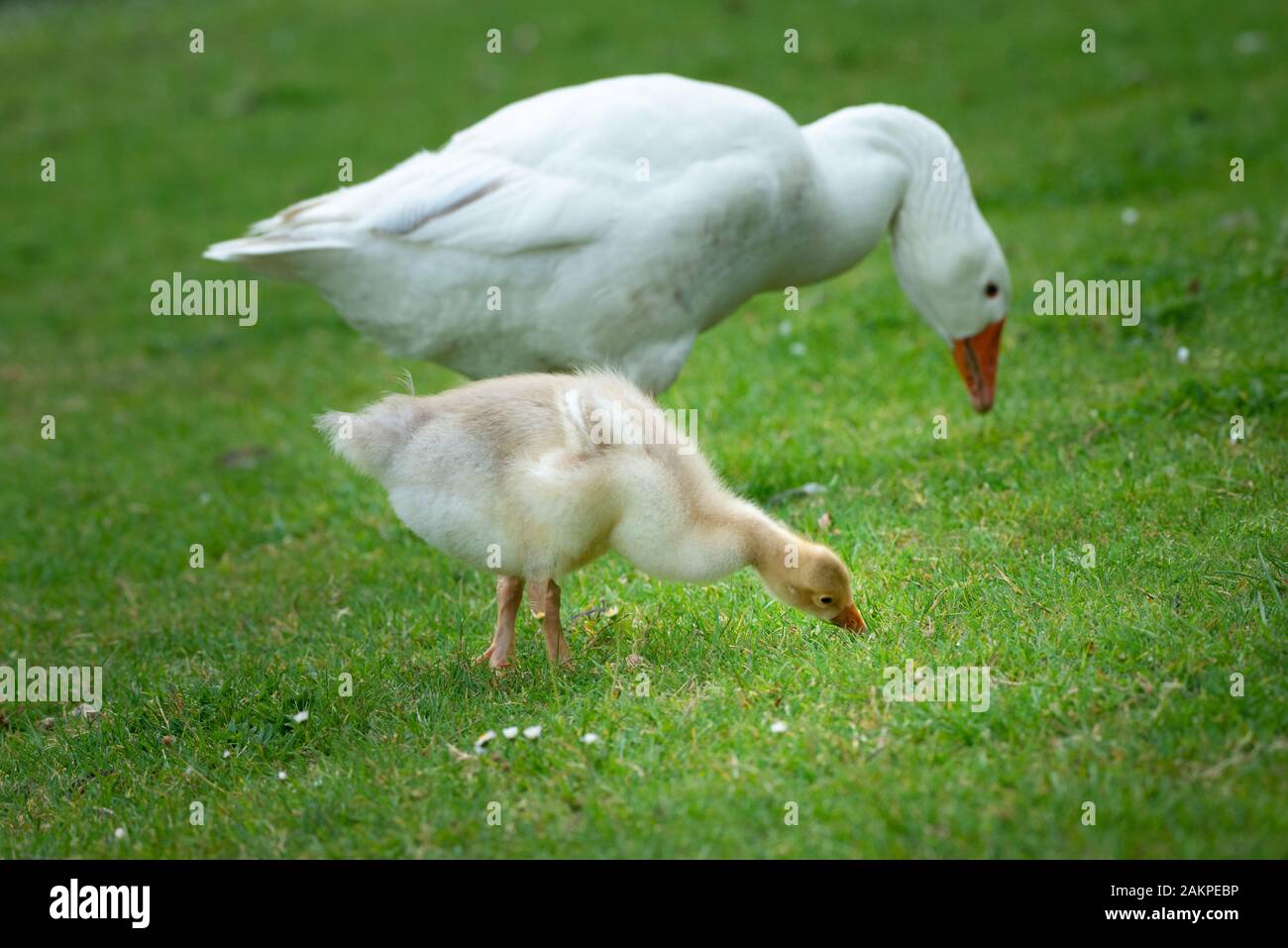 Baby goose hi-res stock photography and images - Alamy