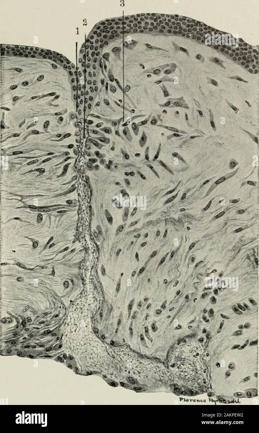 American practice of surgery : a complete system of the science and art ...