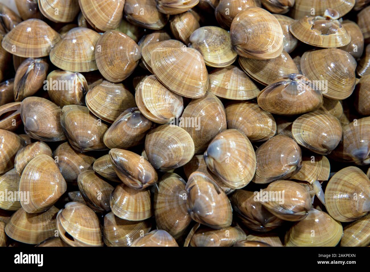 Clam growth hi-res stock photography and images - Alamy