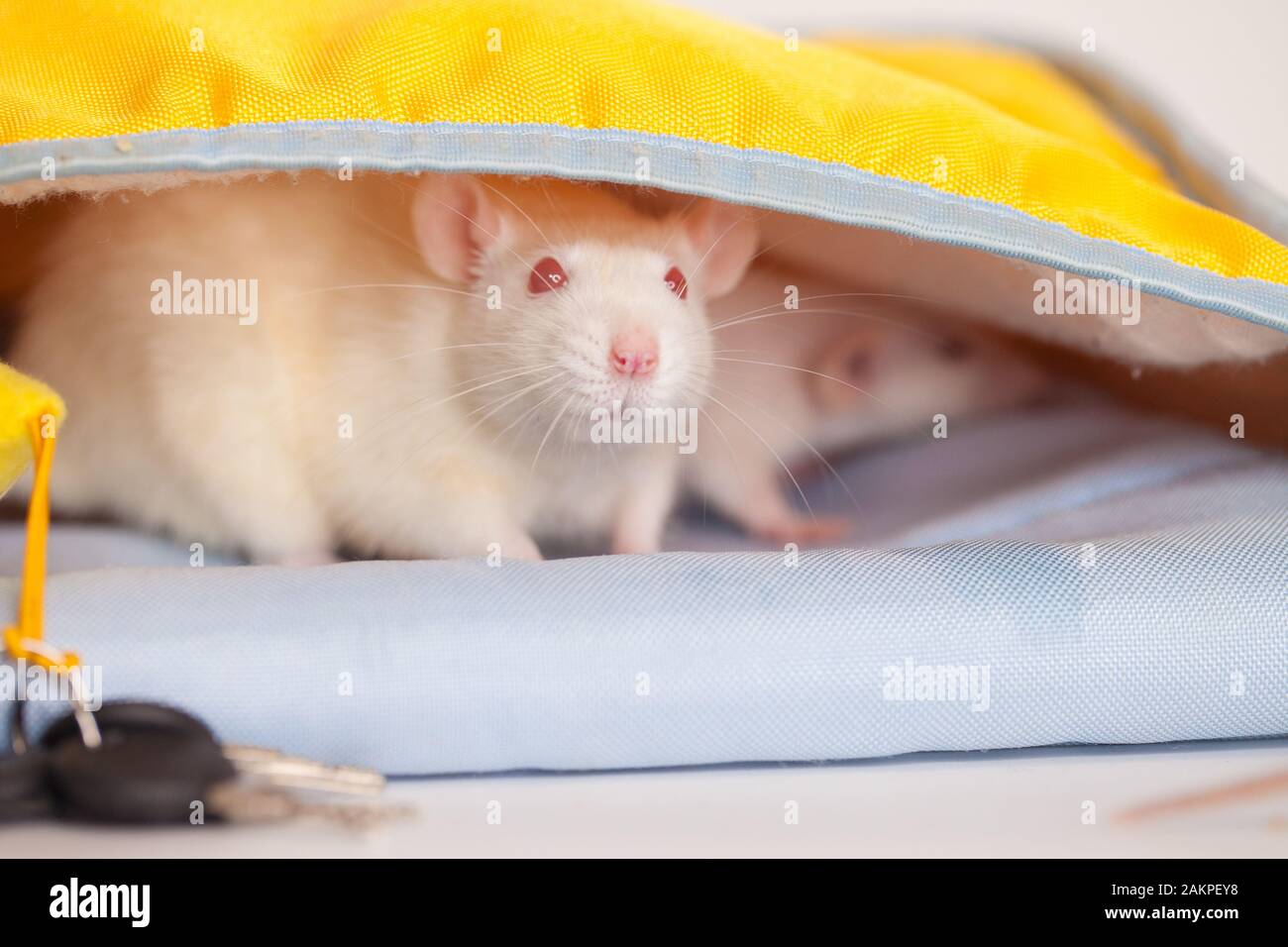 Rat family. symbol of chinese calendar. 2020 new year. mouse with car ...