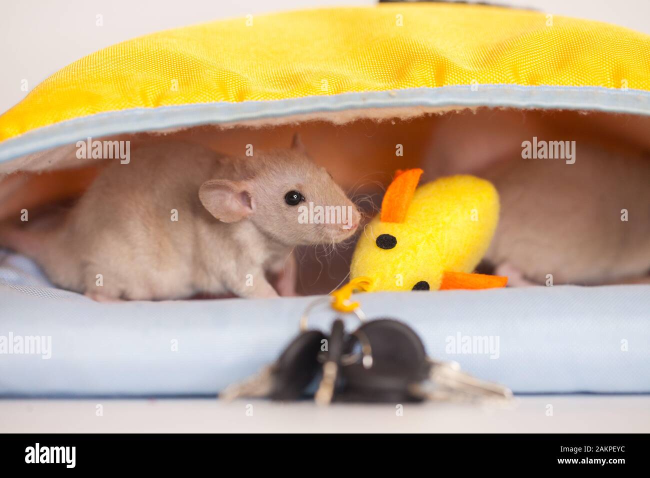 Rat family. symbol of chinese calendar. 2020 new year. mouse with car ...