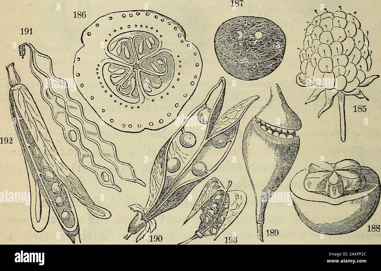 Fruit cell structure hi-res stock photography and images - Alamy
