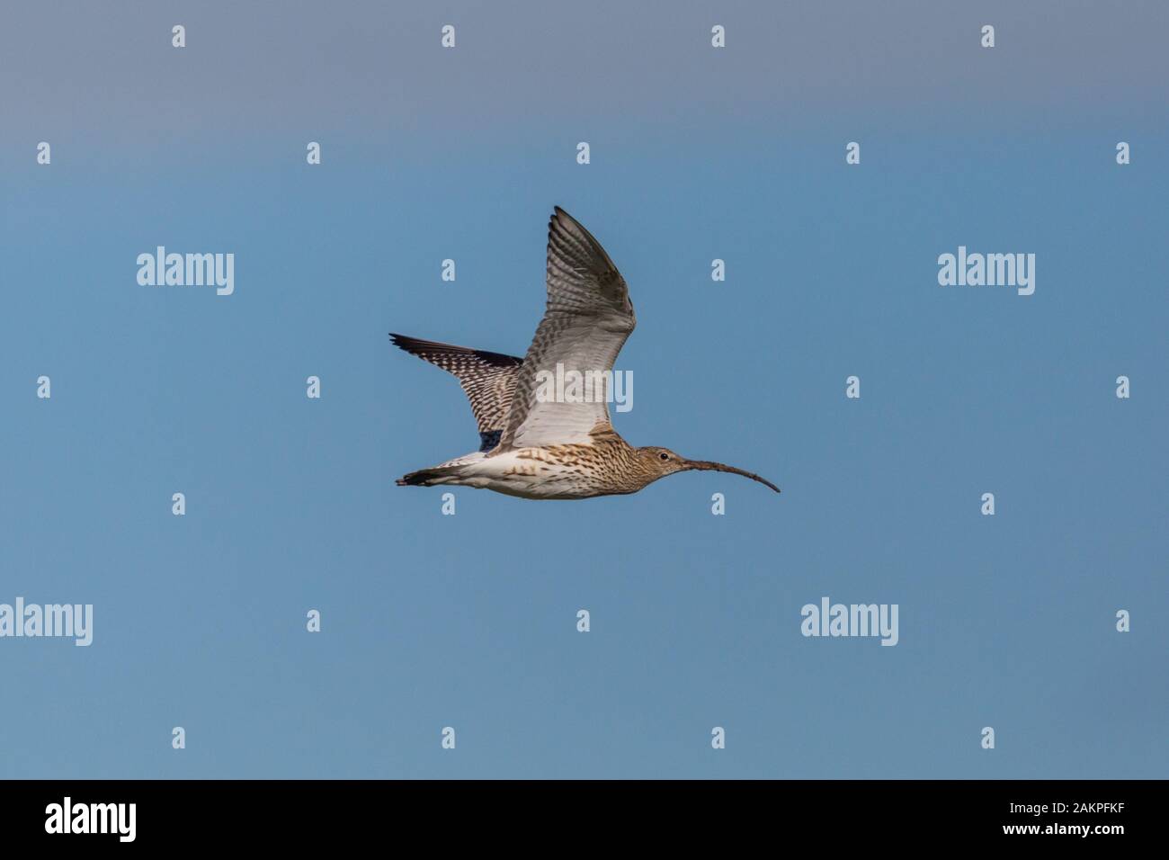 western curlew bird (numenius arquata) flying in blue sky with spread ...