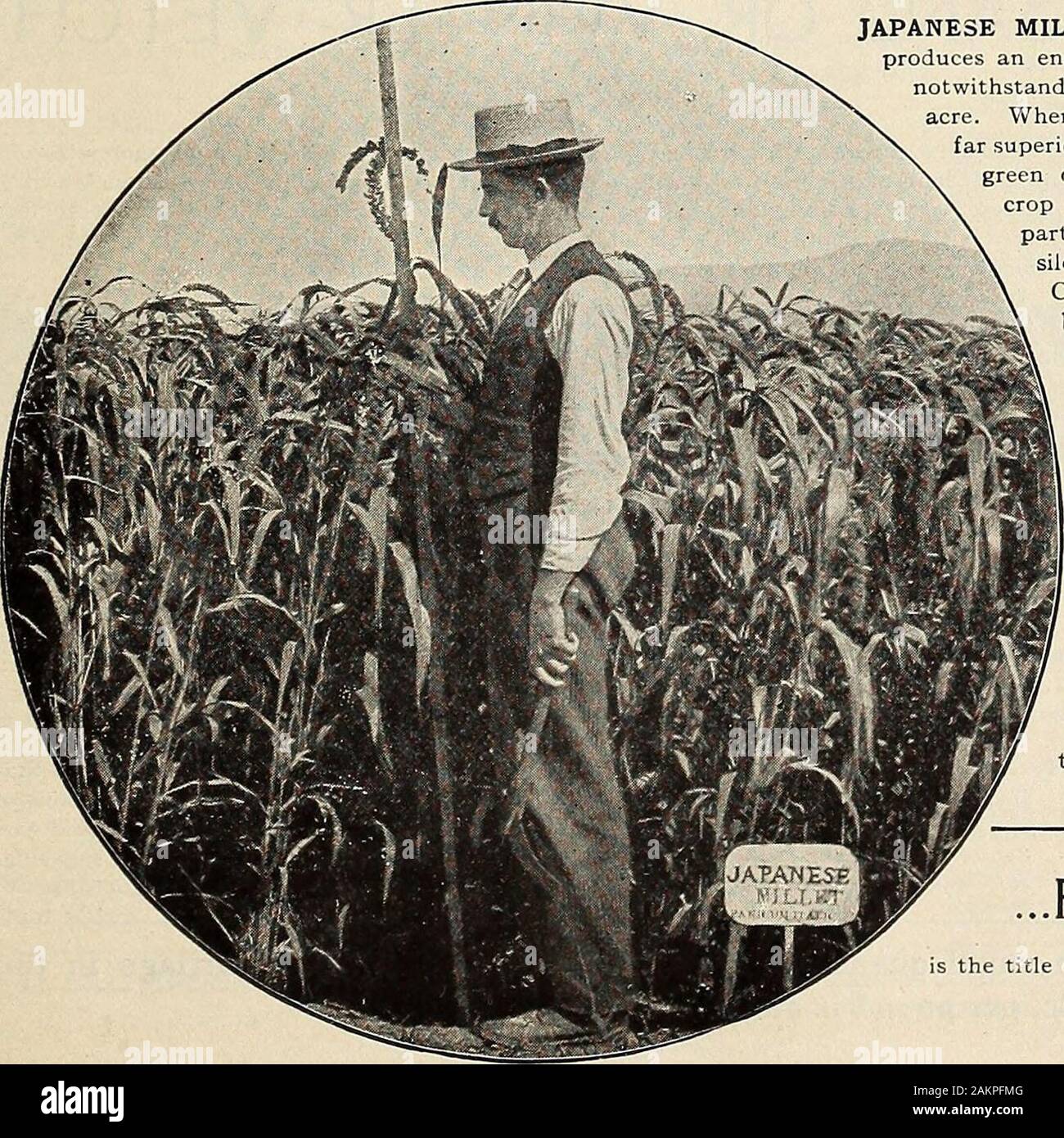 Japanese millet hi-res stock photography and images - Alamy