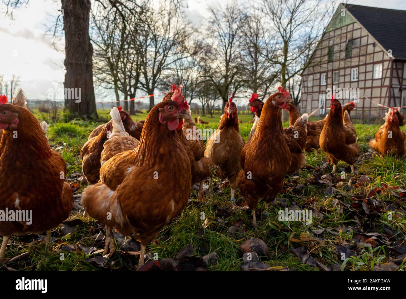 Free range organic chickens poultry in a country farm, germany Stock ...