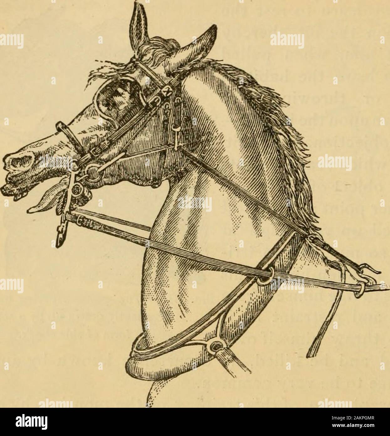 Bearing rein hi-res stock photography and images - Alamy