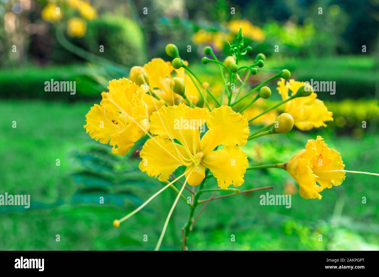 yellow chinese rose Stock Photo - Alamy