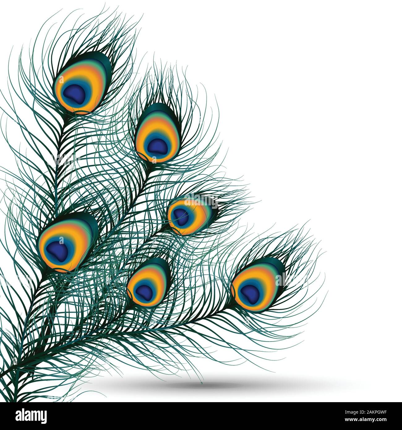 Peacock feather on isolated background. vector Stock Vector Image & Art ...