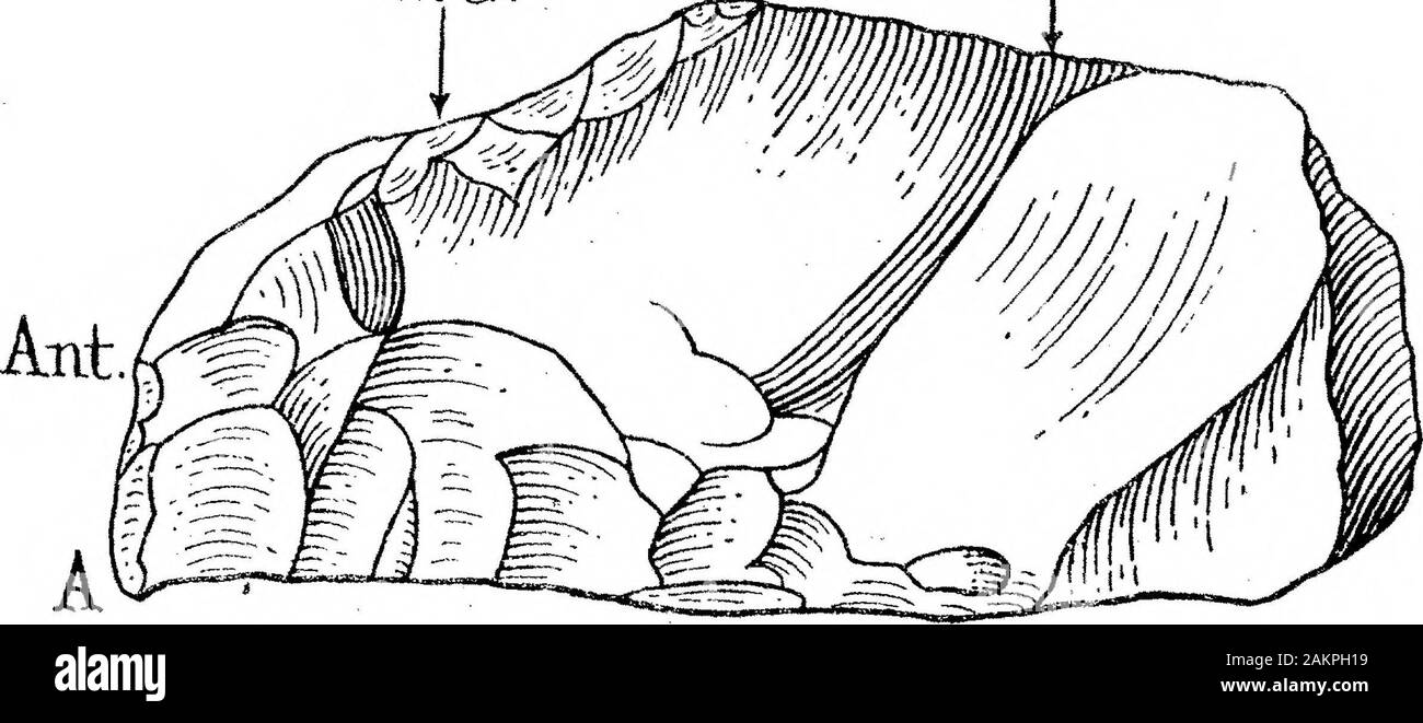 The Transition from Rostro-Carinate Flint Implements to the Tongue ...