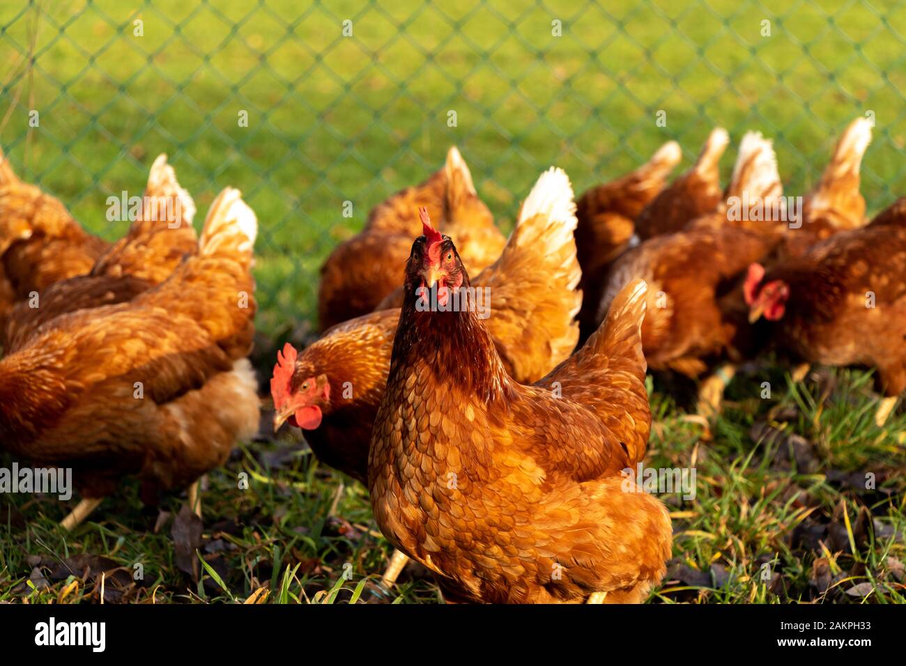 Free range organic chickens poultry in a country farm, germany Stock ...