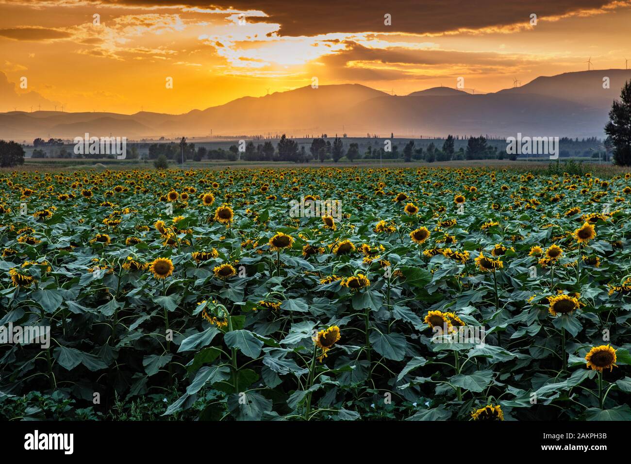 The sunflower garden Stock Photo - Alamy