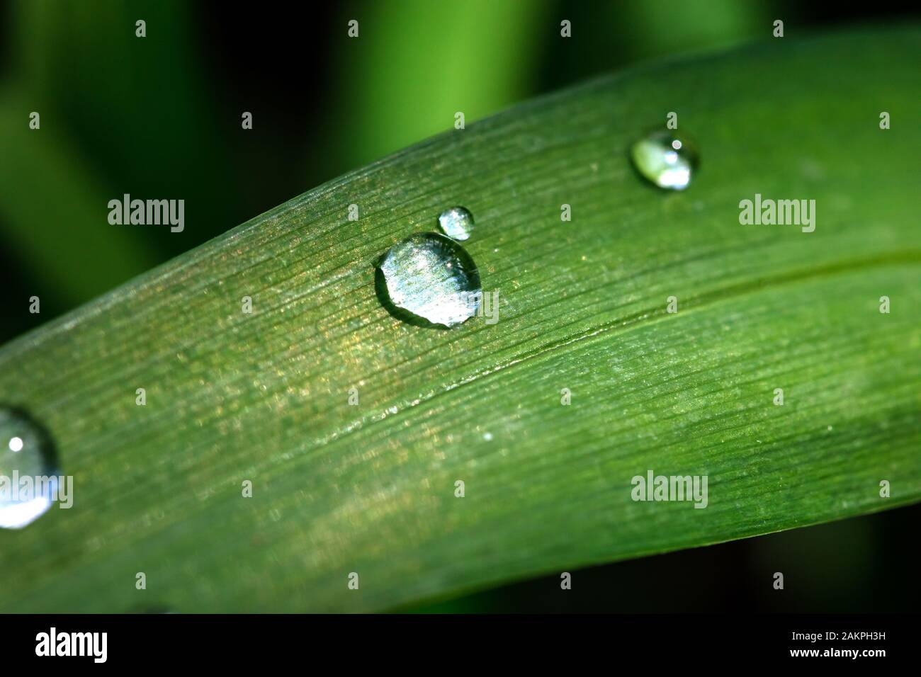 Green water local features Stock Photo - Alamy