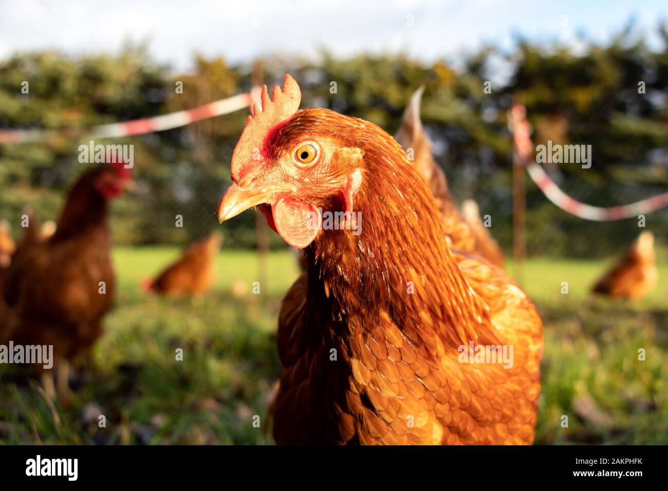Free range organic chickens poultry in a country farm, germany Stock ...