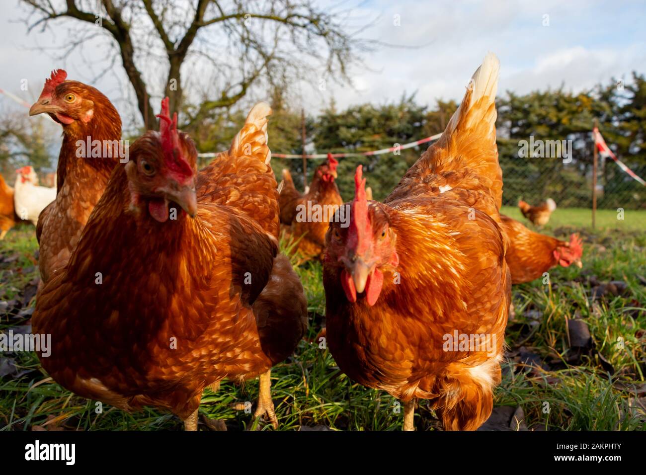 Free range organic chickens poultry in a country farm, germany Stock ...