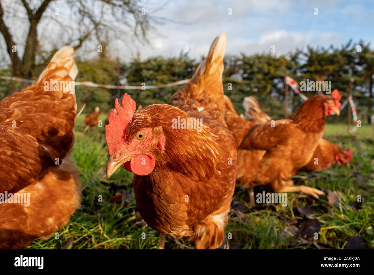 Free range organic chickens poultry in a country farm, germany Stock ...