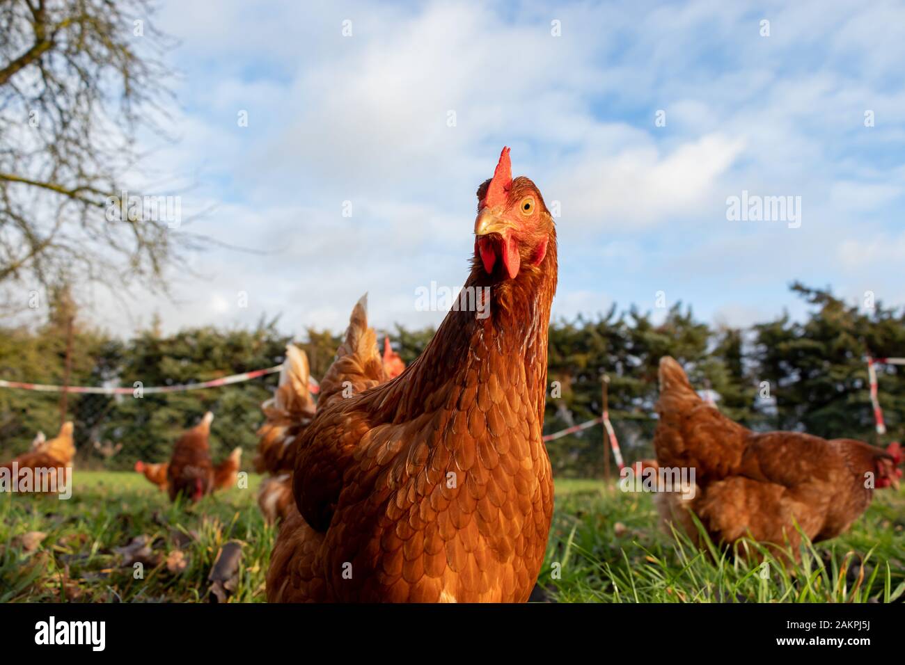 Free range organic chickens poultry in a country farm, germany Stock ...