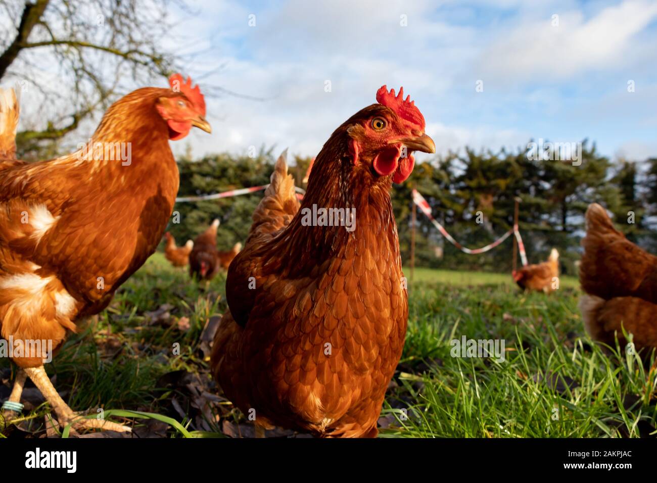 Free range organic chickens poultry in a country farm, germany Stock ...