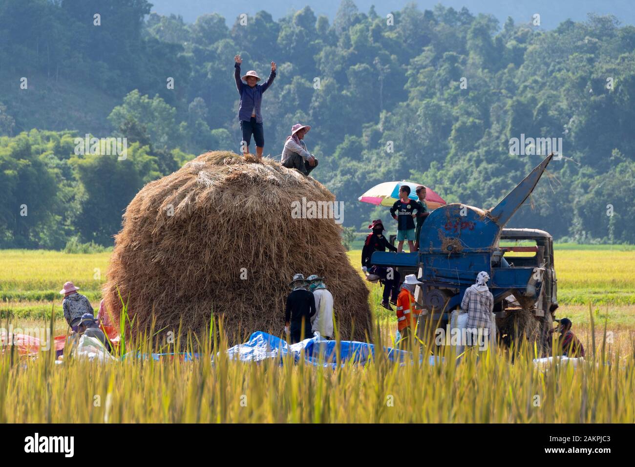 Rice fields, near Vang Vieng, Laos Stock Photo - Alamy