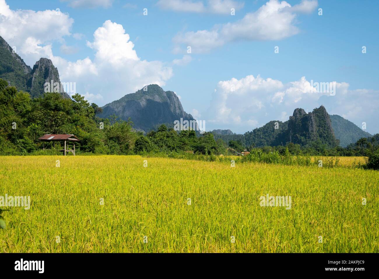 Rice fields, near Vang Vieng, Laos Stock Photo - Alamy