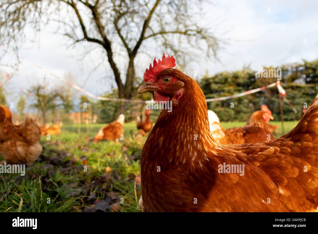 Free range organic chickens poultry in a country farm, germany Stock ...