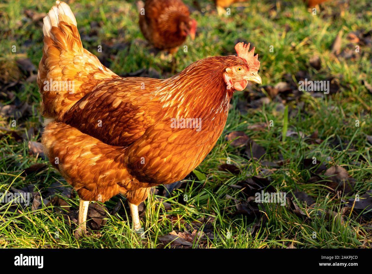Free range organic chickens poultry in a country farm, germany Stock ...