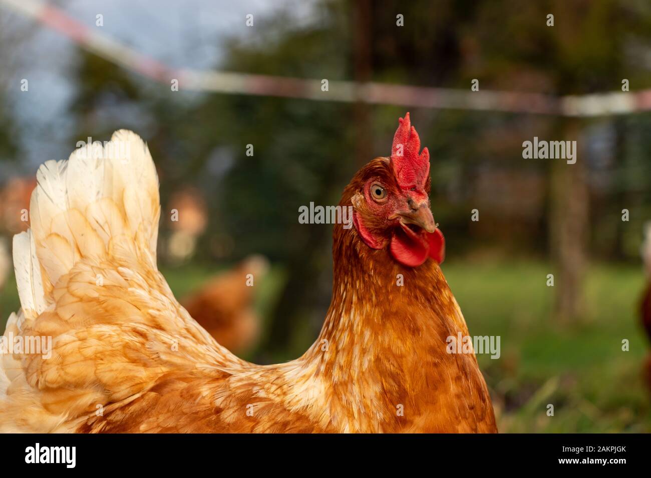 close up of a brown hen on an organic free range chicken farm, Germany ...