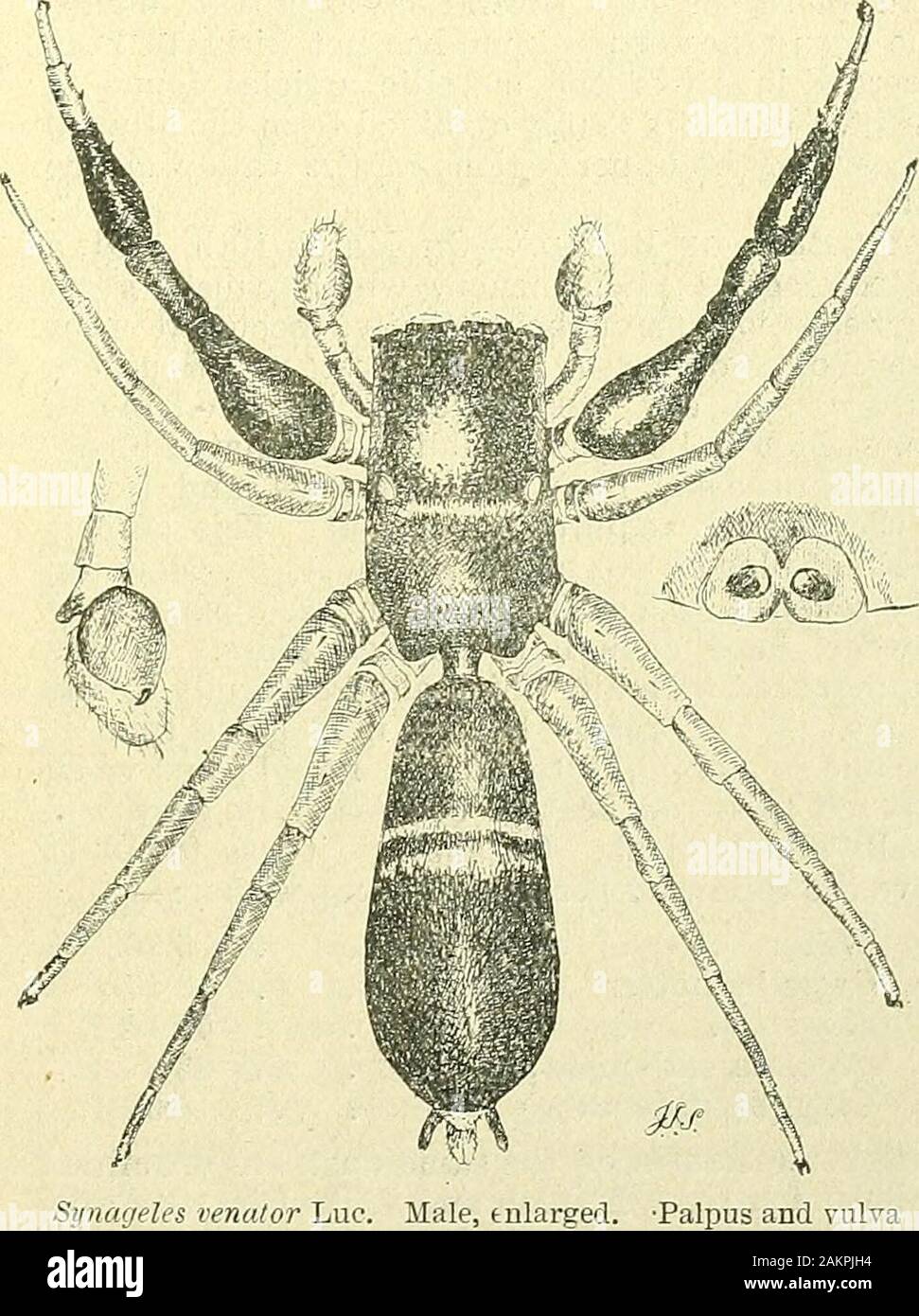 Armed Spiders High Resolution Stock Photography and Images - Alamy