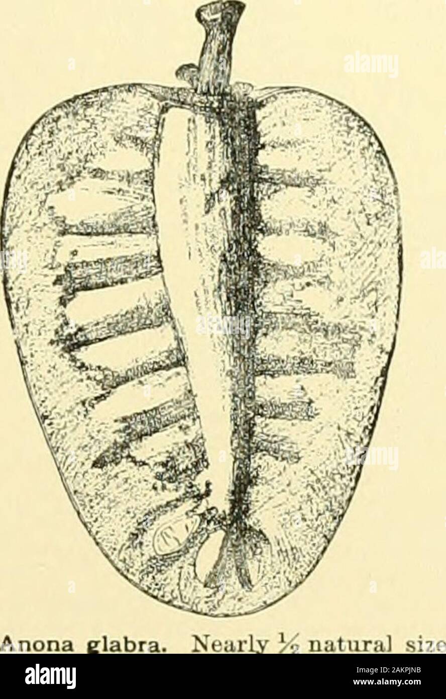 Turpentine like hi-res stock photography and images - Alamy