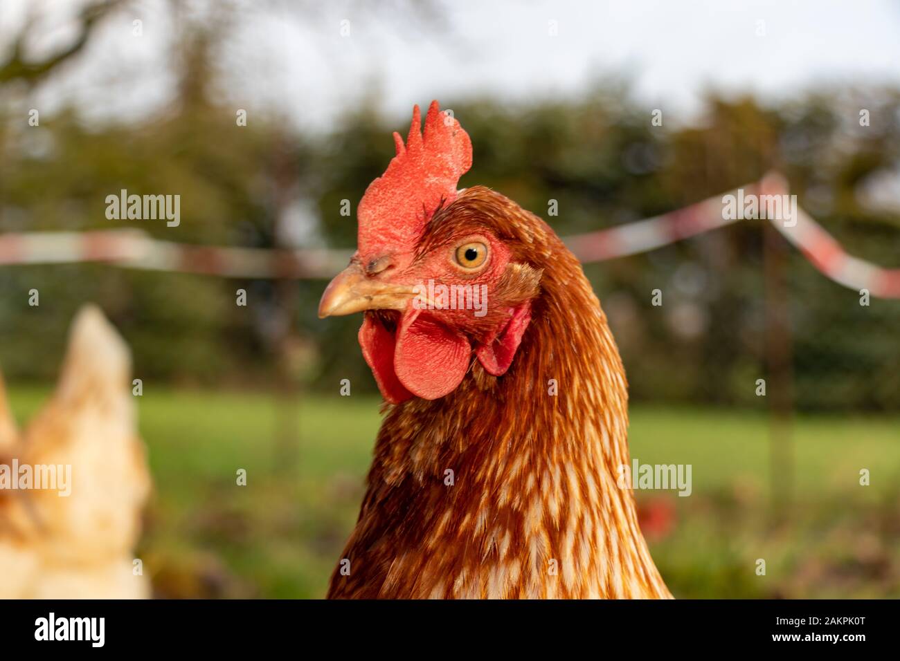 close up of a brown hen on an organic free range chicken farm, Germany ...