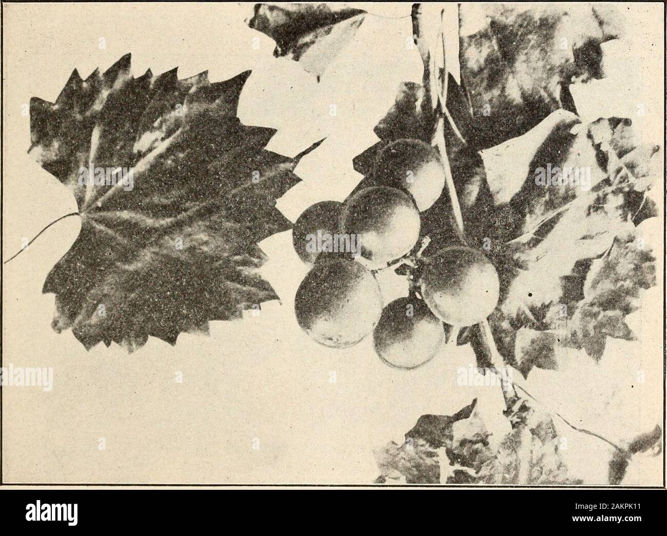 Roanoke island grape vine hi-res stock photography and images - Alamy