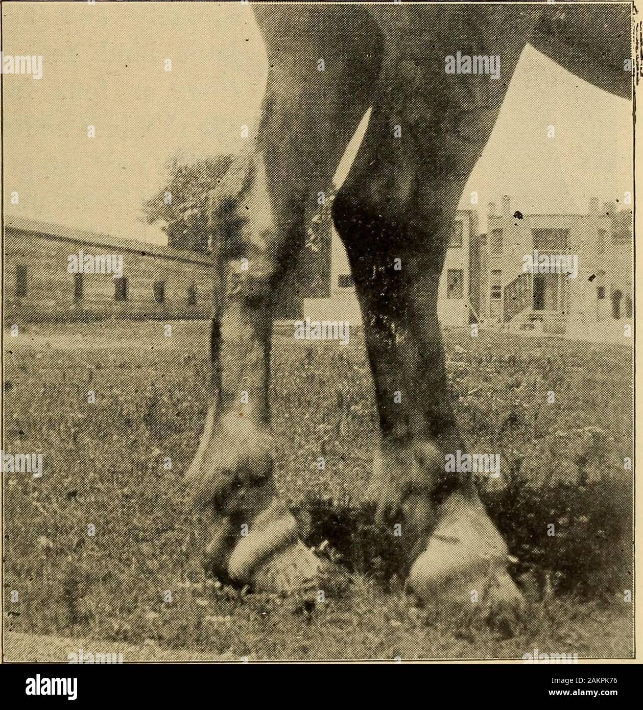 Bone Spavin High Resolution Stock Photography and Images - Alamy