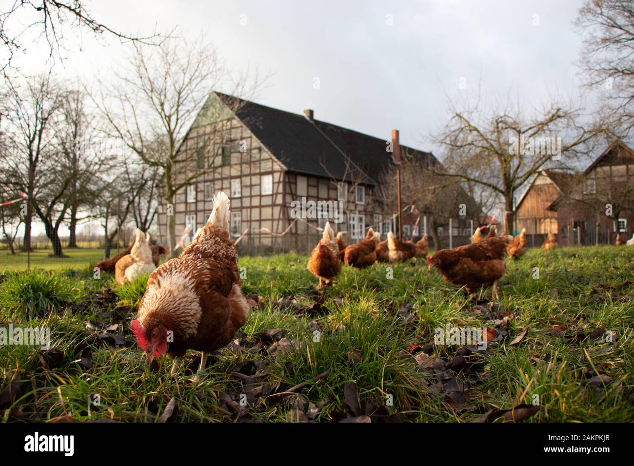Free range organic chickens poultry in a country farm, germany Stock ...