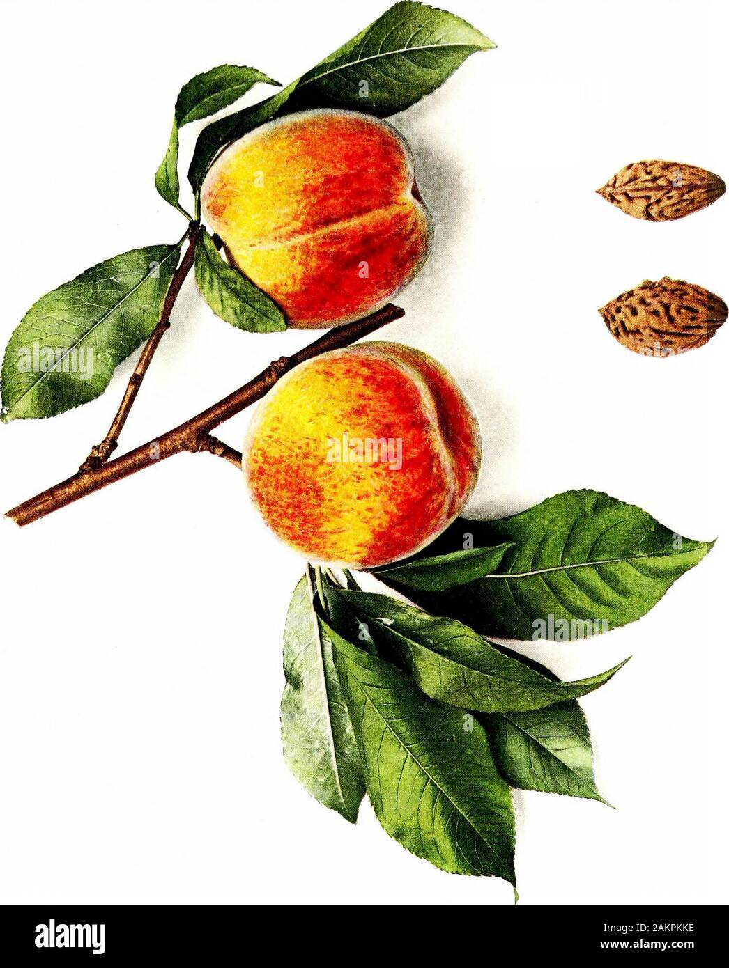 Reniform leaves Cut Out Stock Images & Pictures - Alamy