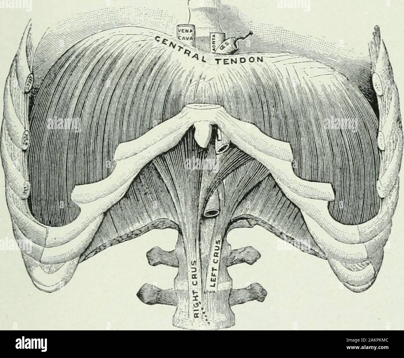 Central tendon hi-res stock photography and images - Alamy