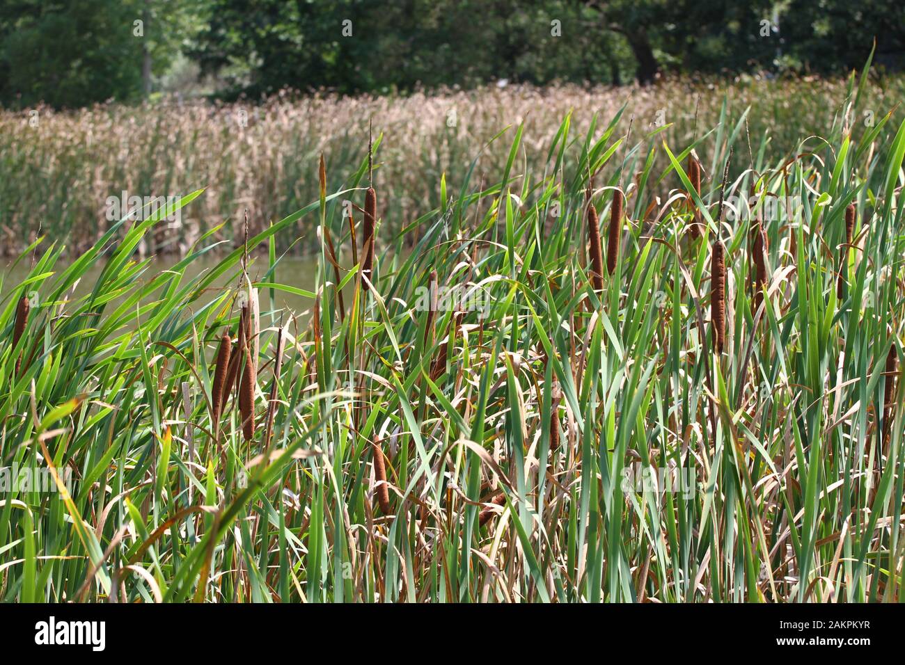 Cattails common wetland plant hi-res stock photography and images - Alamy