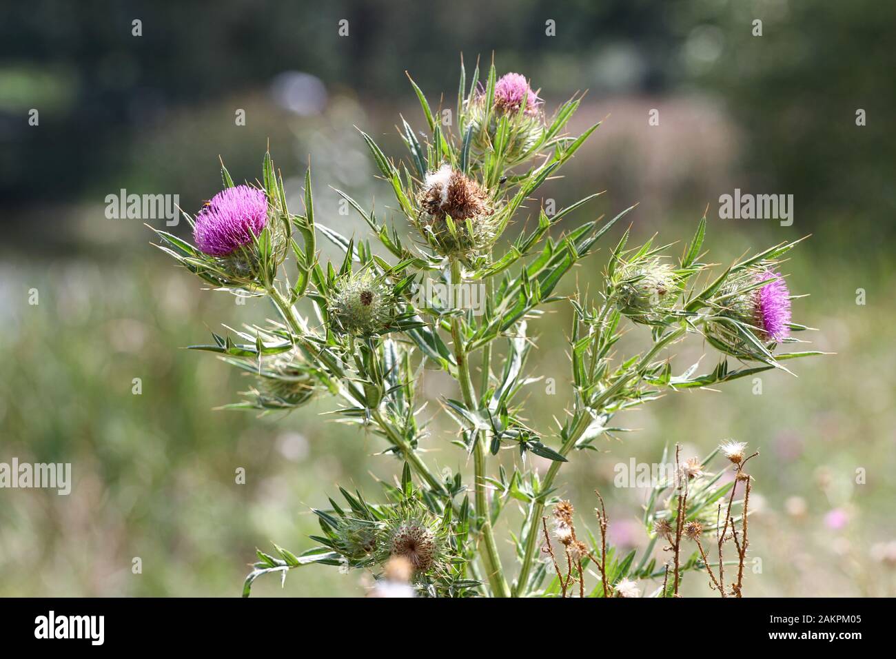 Violet leaves with thorns hi-res stock photography and images - Alamy
